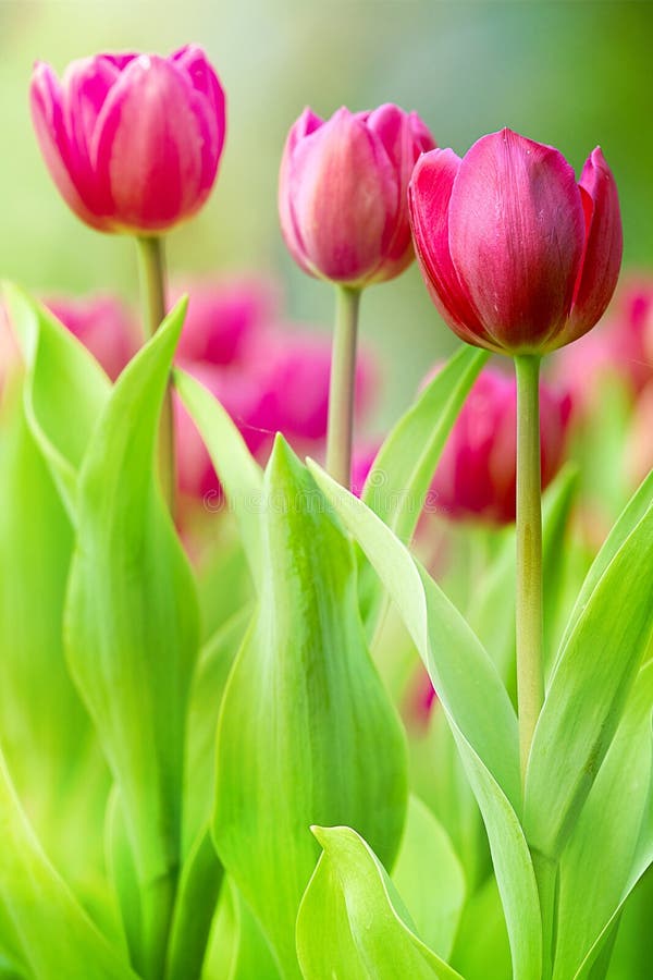 Bunte Tulpen stockbild. Bild von frühling, feld, rosa - 28827701