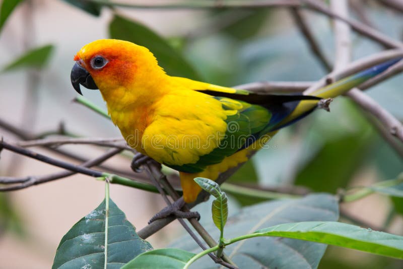 Bunte Vögel stockfoto. Bild von tiere, baum, liebe, feder - 35503834