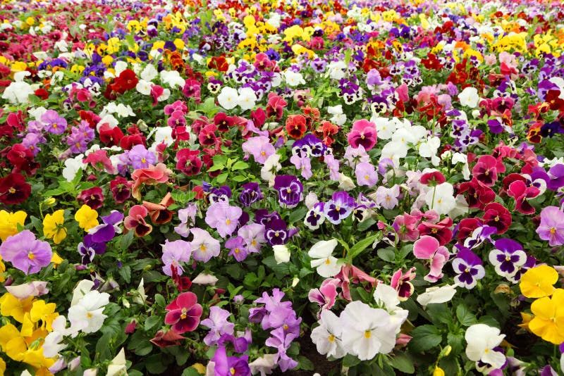 Bunter Blumenteppich Im Park - Pansies Stockfoto - Bild von pflanzen ...