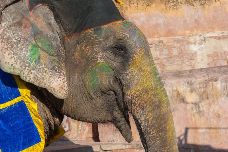 Bunter Elefant in Jaipur, Rajasthan, Indien Stockbild - Bild von kopf ...