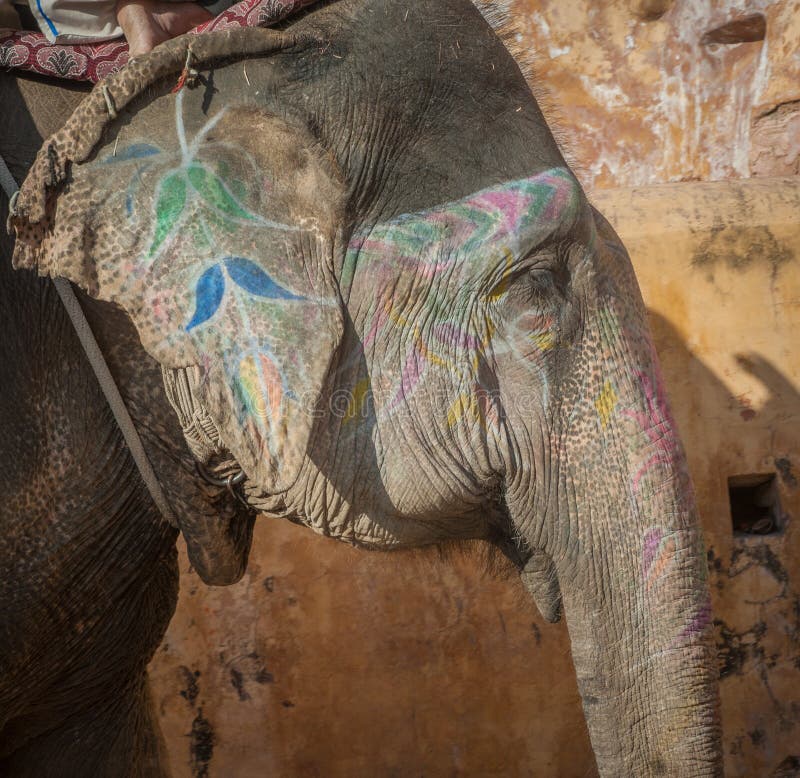 Bunter Elefant in Jaipur, Rajasthan, Indien Stockfoto - Bild von fort ...