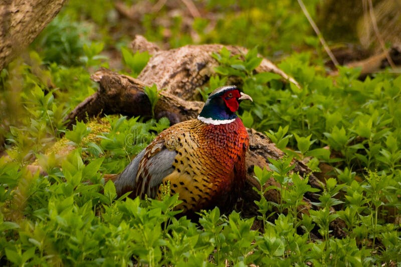 Bunter Fasan stockbild. Bild von holz, englisch, schönheit - 3574917