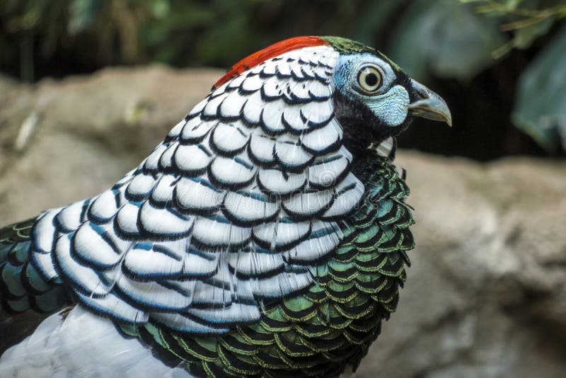 Bunter Fasan Der Dame Amherst Stockfoto - Bild von wildnis, vogel: 94462696