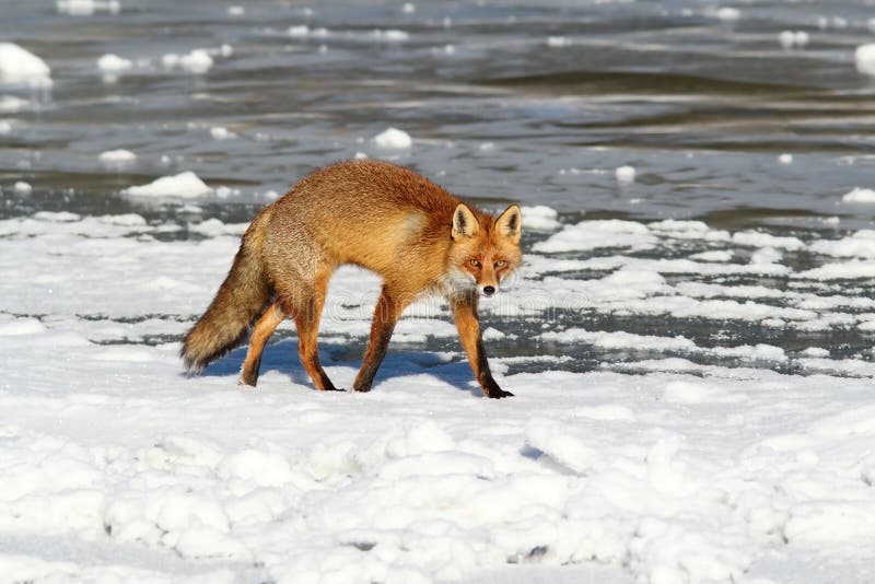 Bunter Fuchs, Der Auf Eis Geht Stockbild - Bild von kalt, frost: 65929743