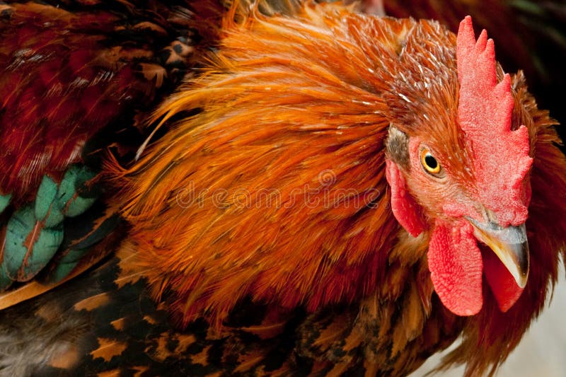 Hahn-Federn stockfoto. Bild von orange, blau, fauna, nave - 23214614