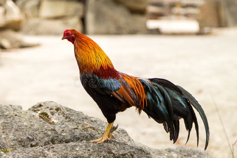 Bunter Hahn stockfoto. Bild von henne, stolz, federn - 44005636
