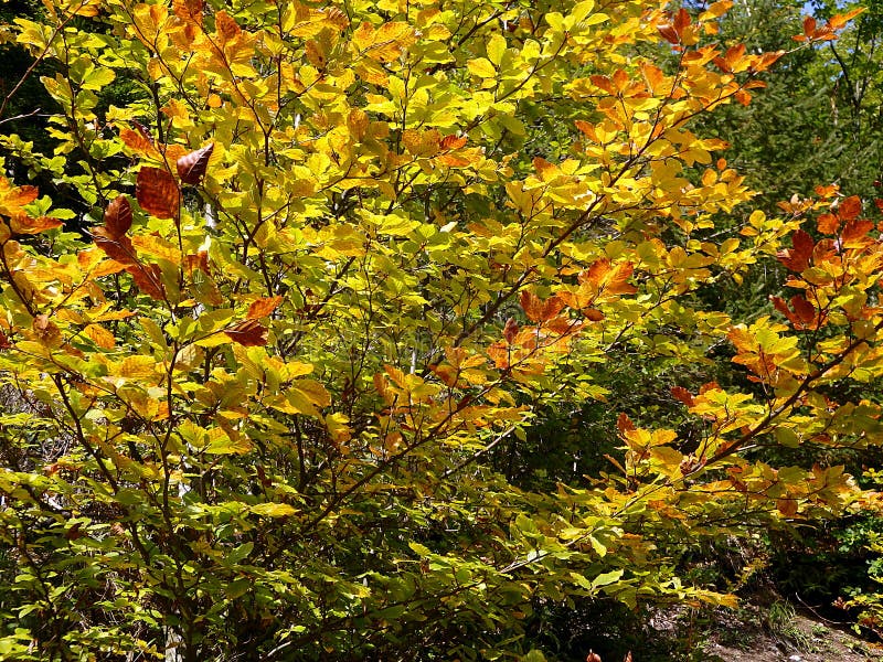 Bunter Laubbaum im Herbst stockfoto. Bild von buche - 100891118