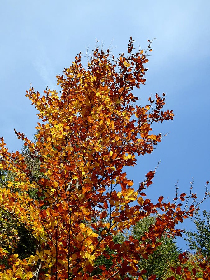 Bunter Laubbaum im Herbst stockfoto. Bild von buche - 100891118