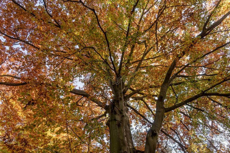 783 Laubbaum Im Park Fotos - Kostenlose und Royalty-Free Stock-Fotos ...