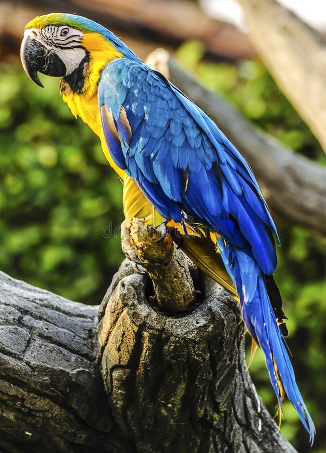 Bunter Papagei stockfoto. Bild von leuchte, eingebürgert - 30557886