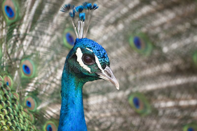 Bunter Pfau in Der Vollen Feder. Stockfoto - Bild von blau, horizontal ...