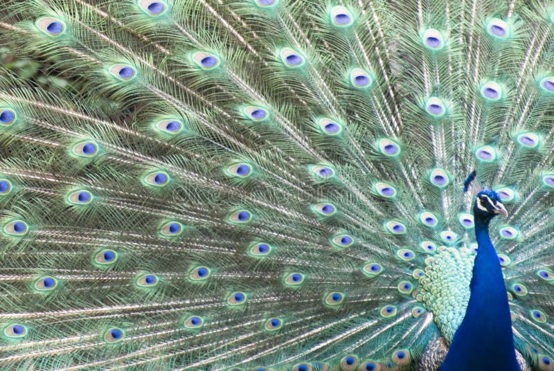 Bunter Pfau In Der Vollen Feder. Stockfoto - Bild von primp, recht: 652344