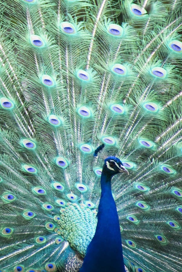Bunter Pfau in Der Vollen Feder Stockfoto - Bild von aufmerksamkeit ...