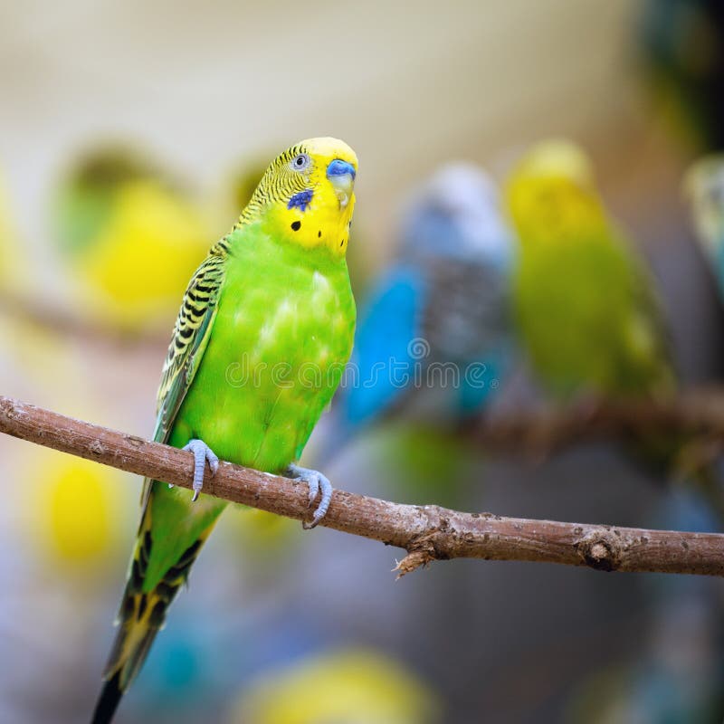 Bunter Sittich stockbild. Bild von schön, farben, sittich - 36705275