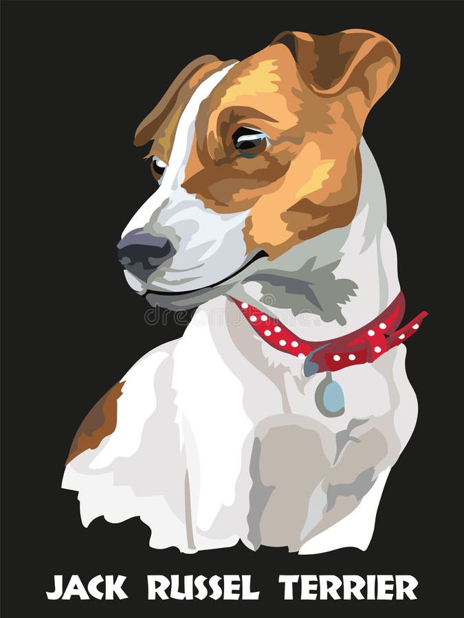 Bunter Vektor-Jack Russel-Terrier Vektor Abbildung - Illustration von ...
