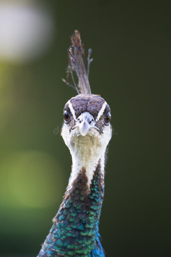 Bunter weiblicher Pfau. stockfoto. Bild von vogel, horizontal - 20985468