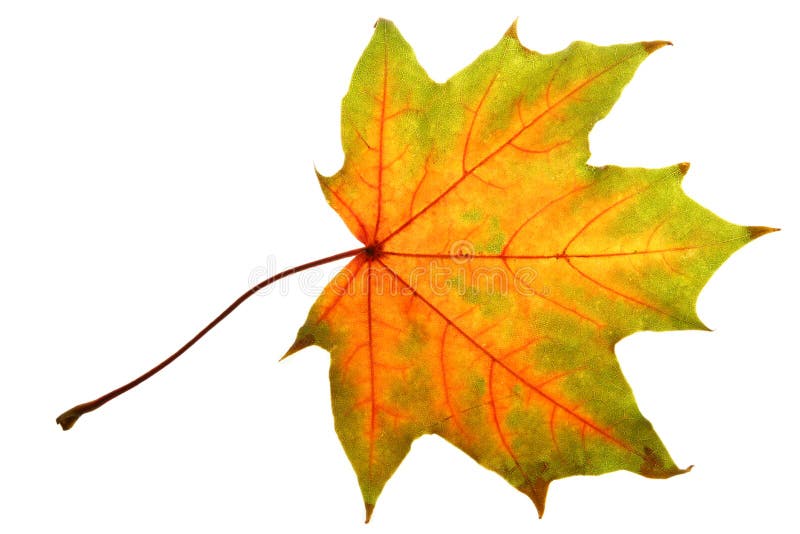 Buntes Ahornblatt stockfoto. Bild von hintergrund, frech - 6711444