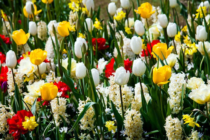 Feld Von Blumen Von Verschiedenen Farben Stockfoto - Bild von blau ...