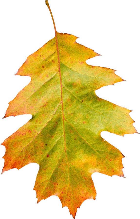 Buntes Eichenblatt stockfoto. Bild von farbe, trocken - 34857104