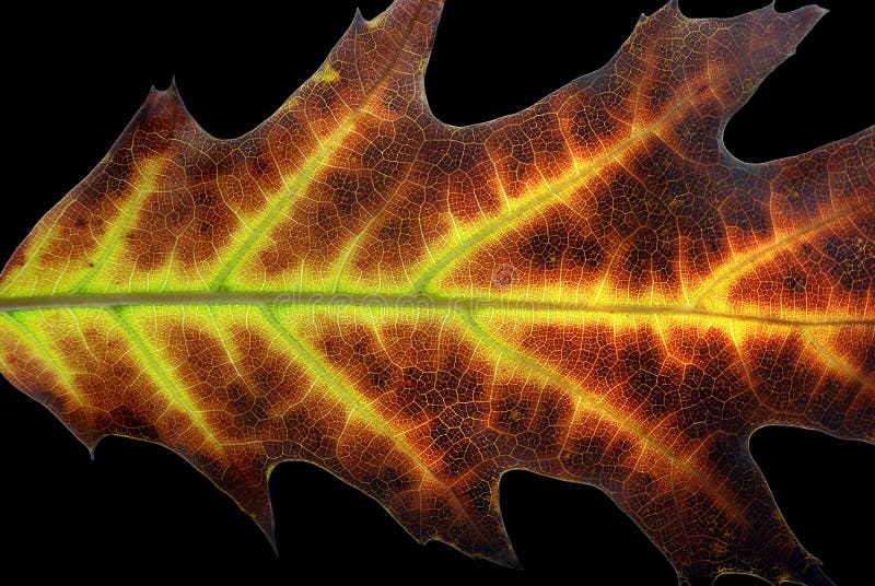 Buntes Eichenblatt Lokalisiert Auf Schwarzem Hintergrund Stockbild ...