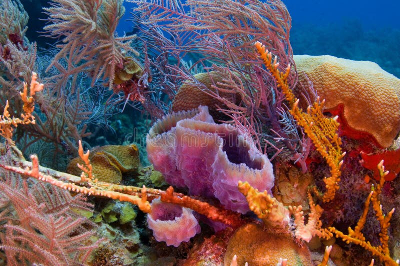 Buntes Riff stockfoto. Bild von ozean, meer, farbfilm - 5379468