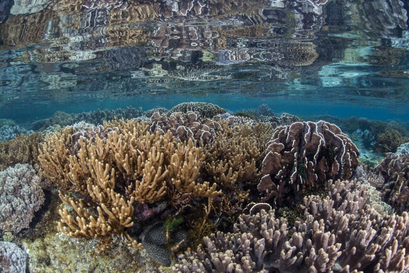 Buntes Riff in der Untiefe stockbild. Bild von äquator - 48112721