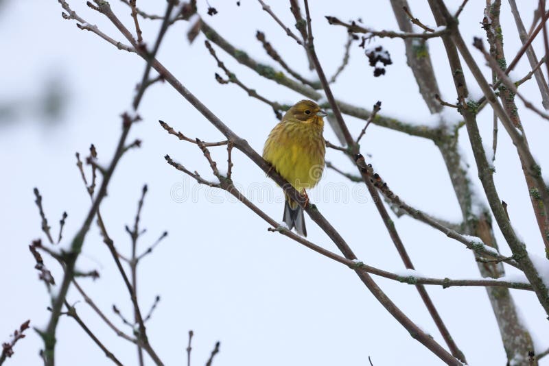 Bunting Bird Sits on Tree Branches Stock Image - Image of forest, tree ...