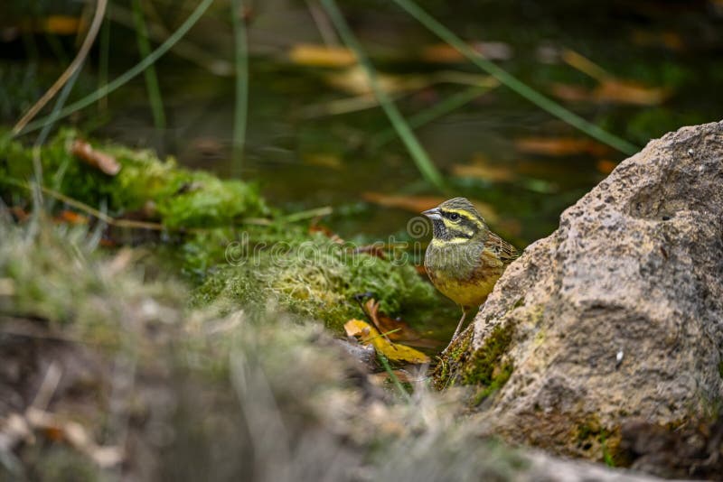 Bunting or Emberiza Cirlus, Passerine - Scribal Family. Stock Photo ...