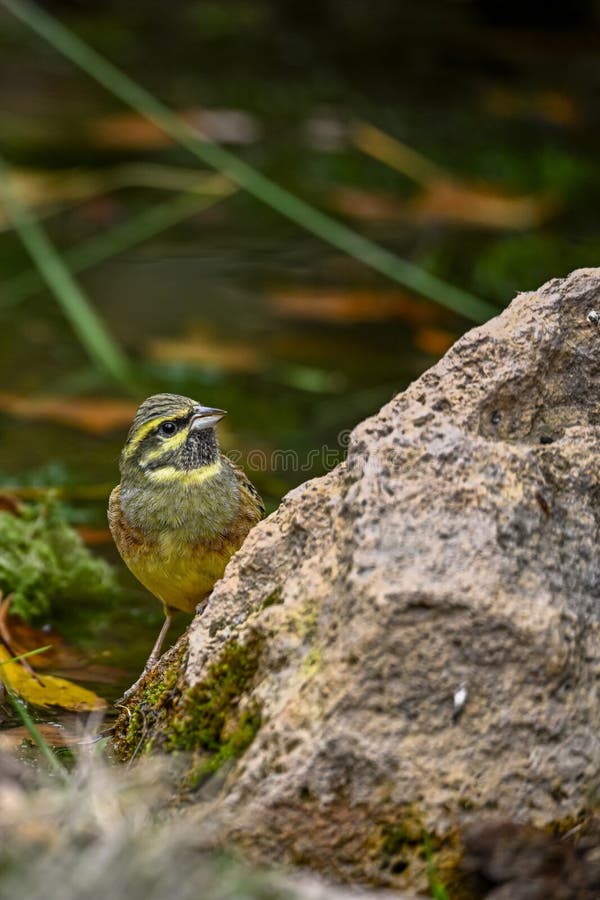 Bunting or Emberiza Cirlus, Passerine - Scribal Family. Stock Image ...