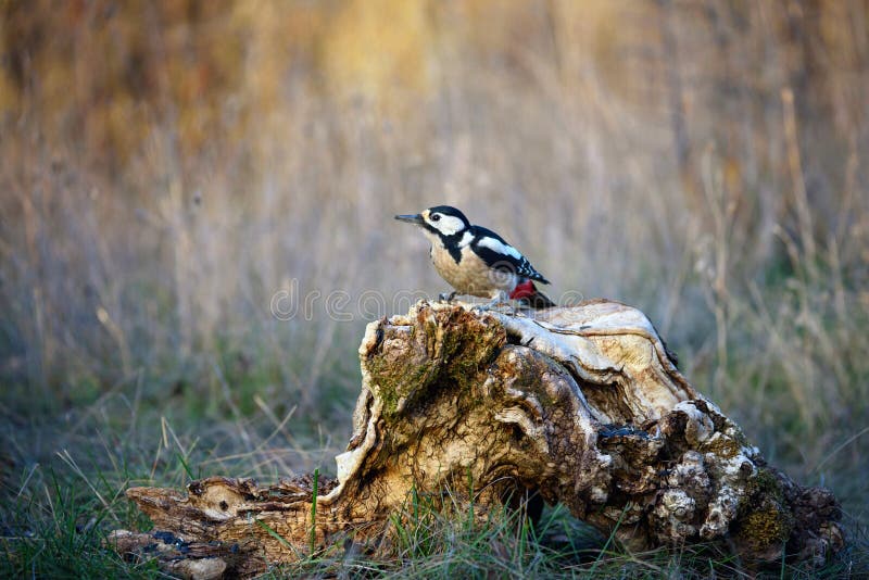 Buntspecht, Der Auf Einem Baumstumpf Dendrocopos Major Sitzt Stockfoto ...