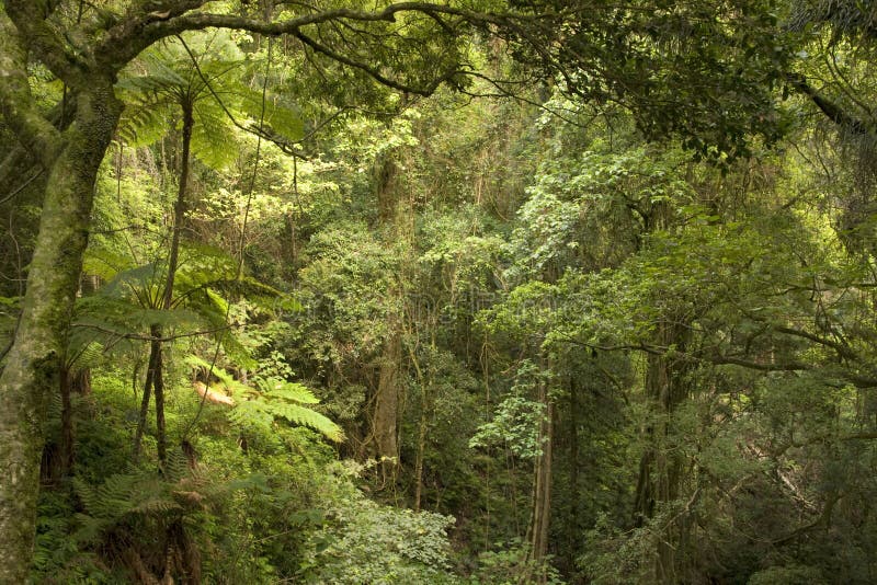 Bunya mountains stock photo. Image of rainforest, countryside - 8973380