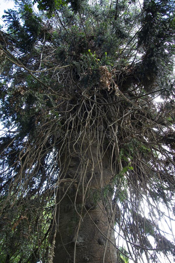 Bunya Pine Tree stock photo. Image of australia, nature - 254071802