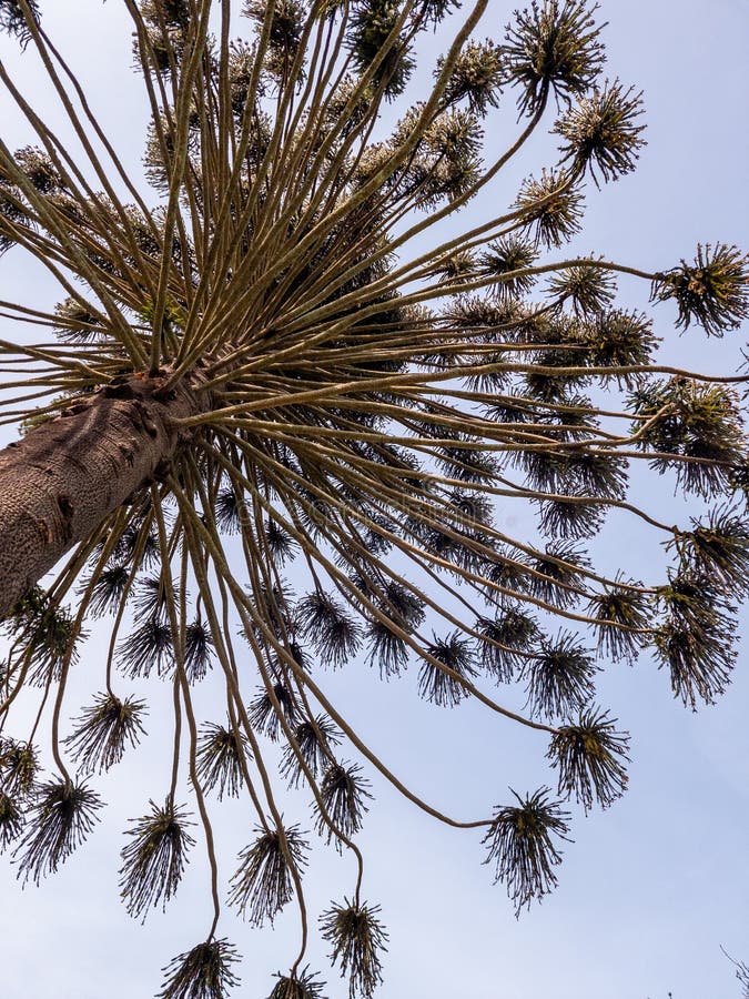 Bunya Tree Native To Australia Stock Photo - Image of flora ...