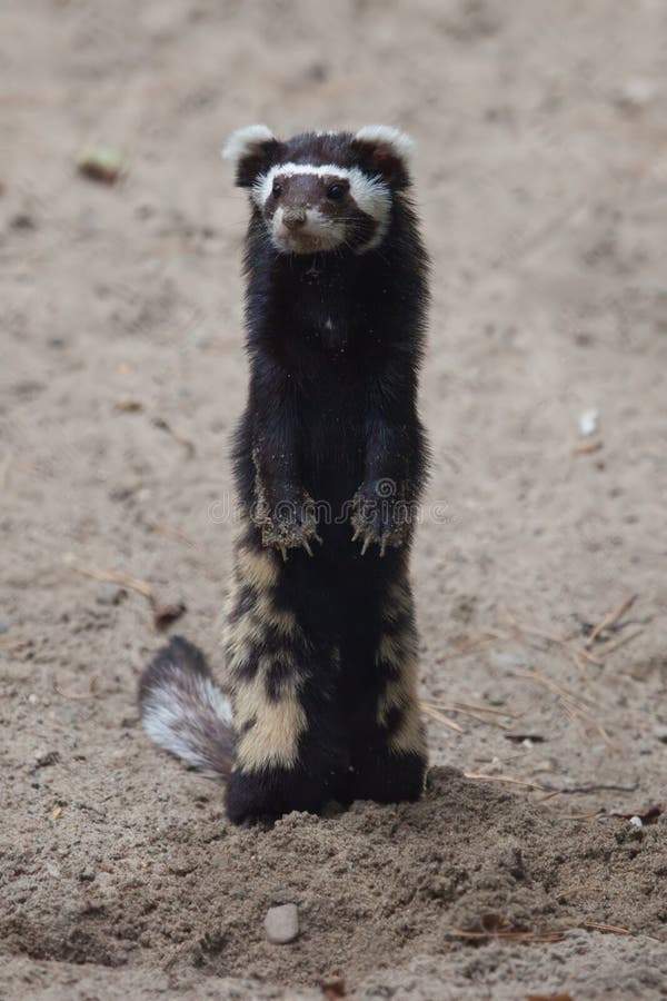 Bunzing stock afbeelding. Image of roofdier, gevlekt - 26206585