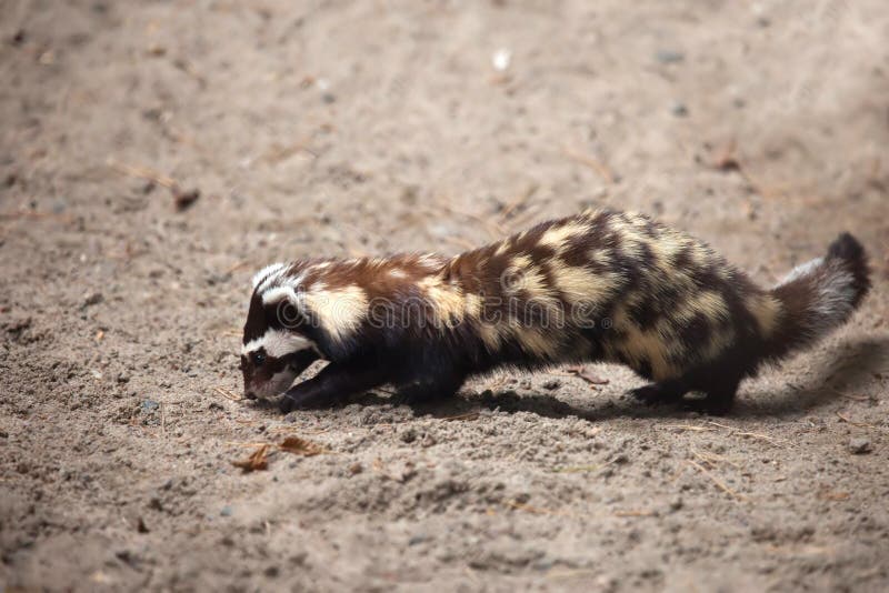 Bunzing stock afbeelding. Image of staart, wild, bont - 29557585