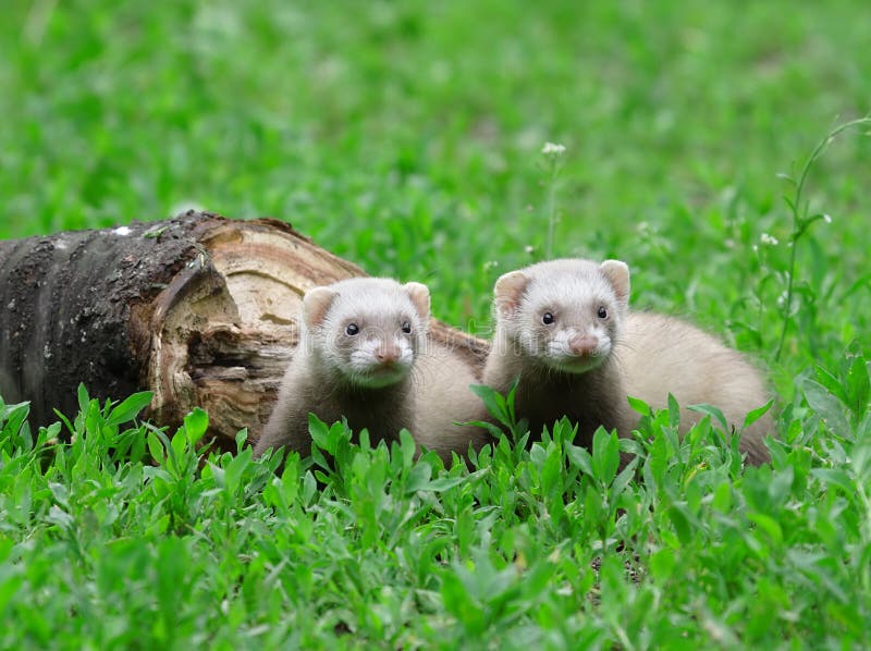 Bunzing. stock afbeelding. Image of mooi, gevaar, dieren - 6487203