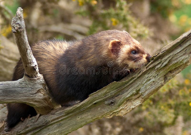 Bunzing stock foto. Image of brits, behoud, roofdier, gejaagd - 9461820