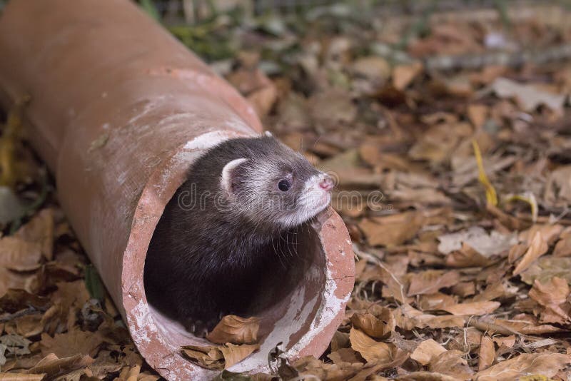 Bunzing Dicht Omhooggaand Portret Door Logboek Te Jagen Stock Foto ...