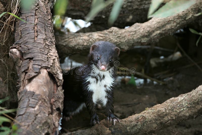 Habitat Voor Fret Die En Op Witte Achtergrond Leven Reizen Stock ...