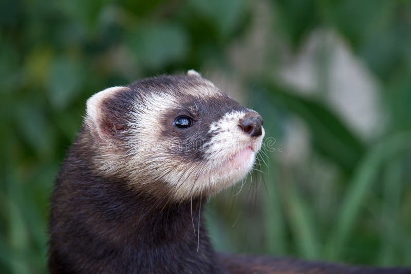 Europese Bunzing (Mustela-putorius) Stock Foto - Image of hoofd ...