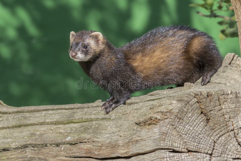 Bunzing (Mustela-putorius) stock afbeelding. Image of schepsel - 67545807