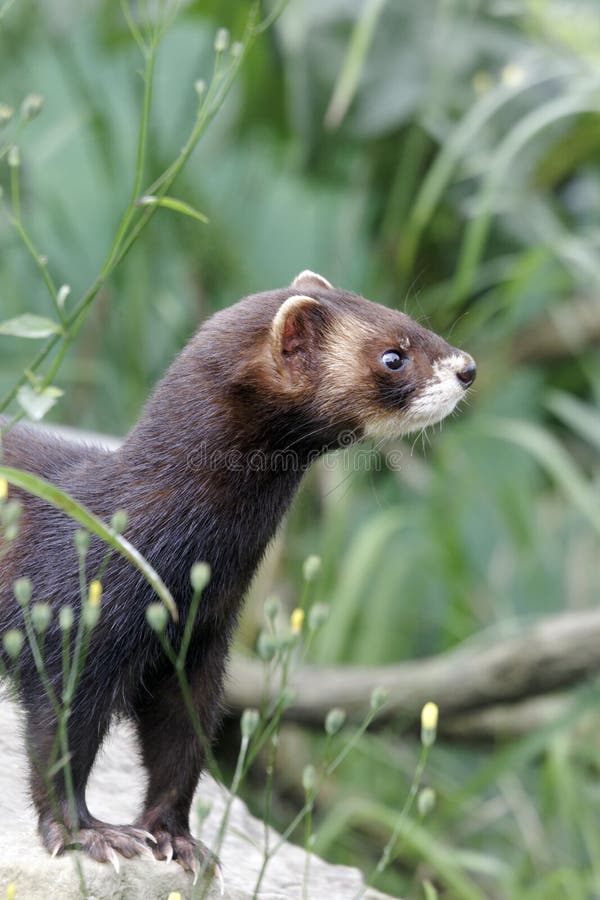 Bunzing, Putorius-putorius stock foto. Image of zoogdier - 32570222