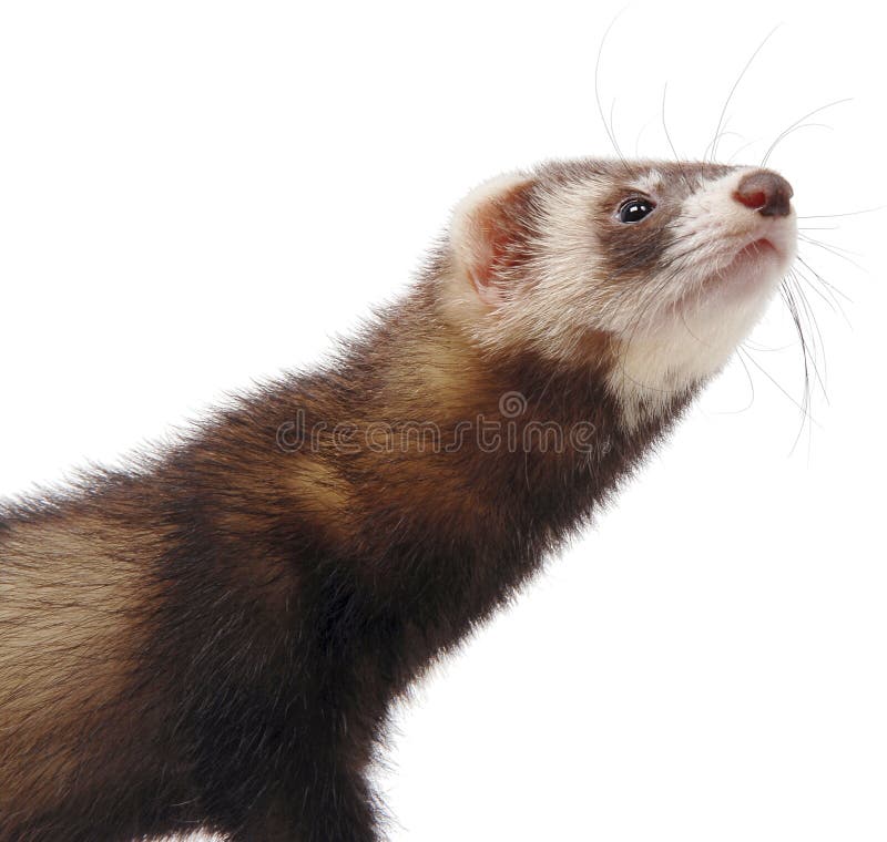 Portret van een bunzing stock afbeelding. Image of fret - 32459309