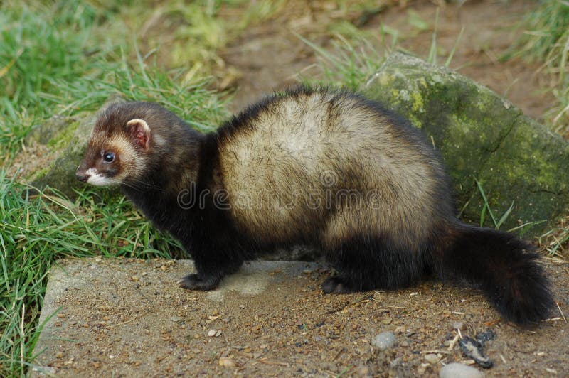 Europese Bunzing stock foto. Image of nave, zwart, buiten - 28819138