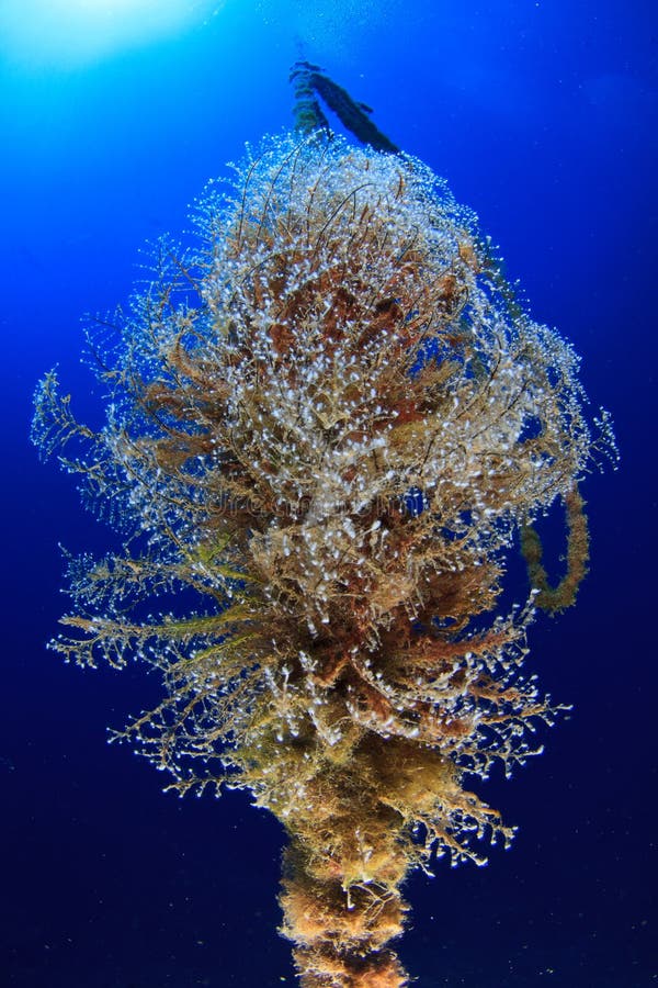 The Buoy Rope Comes Alive with the Passage of Time Underwater. Stock ...