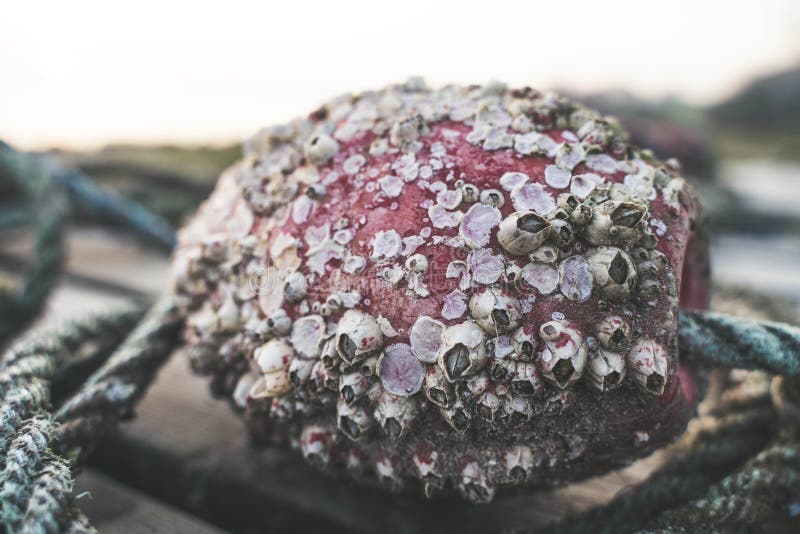 Buoy on a rope stock image. Image of fishing, buoys - 140433091