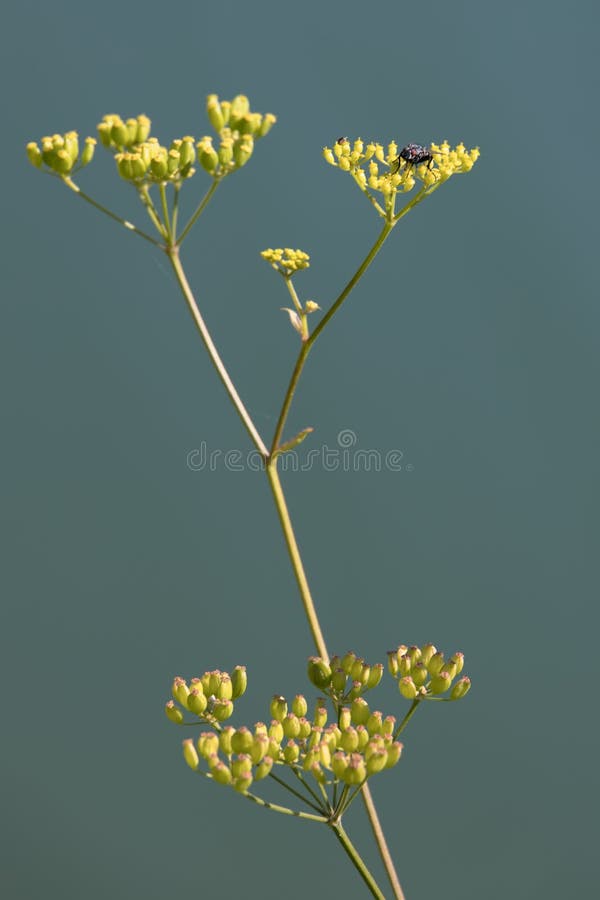 Bupleurum Falcatum Growing Wild in the Dolomites Stock Image - Image of ...