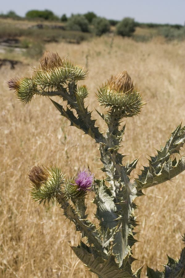 Bur on Background of Landscape Stock Photo - Image of vegetation ...