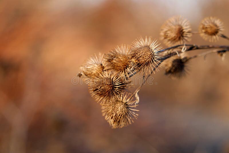 Infructescence with Seeds of a Common Ash Tree Fraxinus Excelsior Stock ...