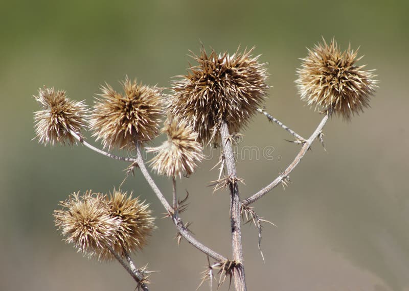 Bur stock photo. Image of flower, color, blooming, spike - 11683964